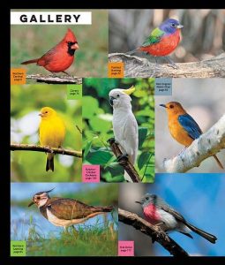 New book with more LEGO Ideas Birds